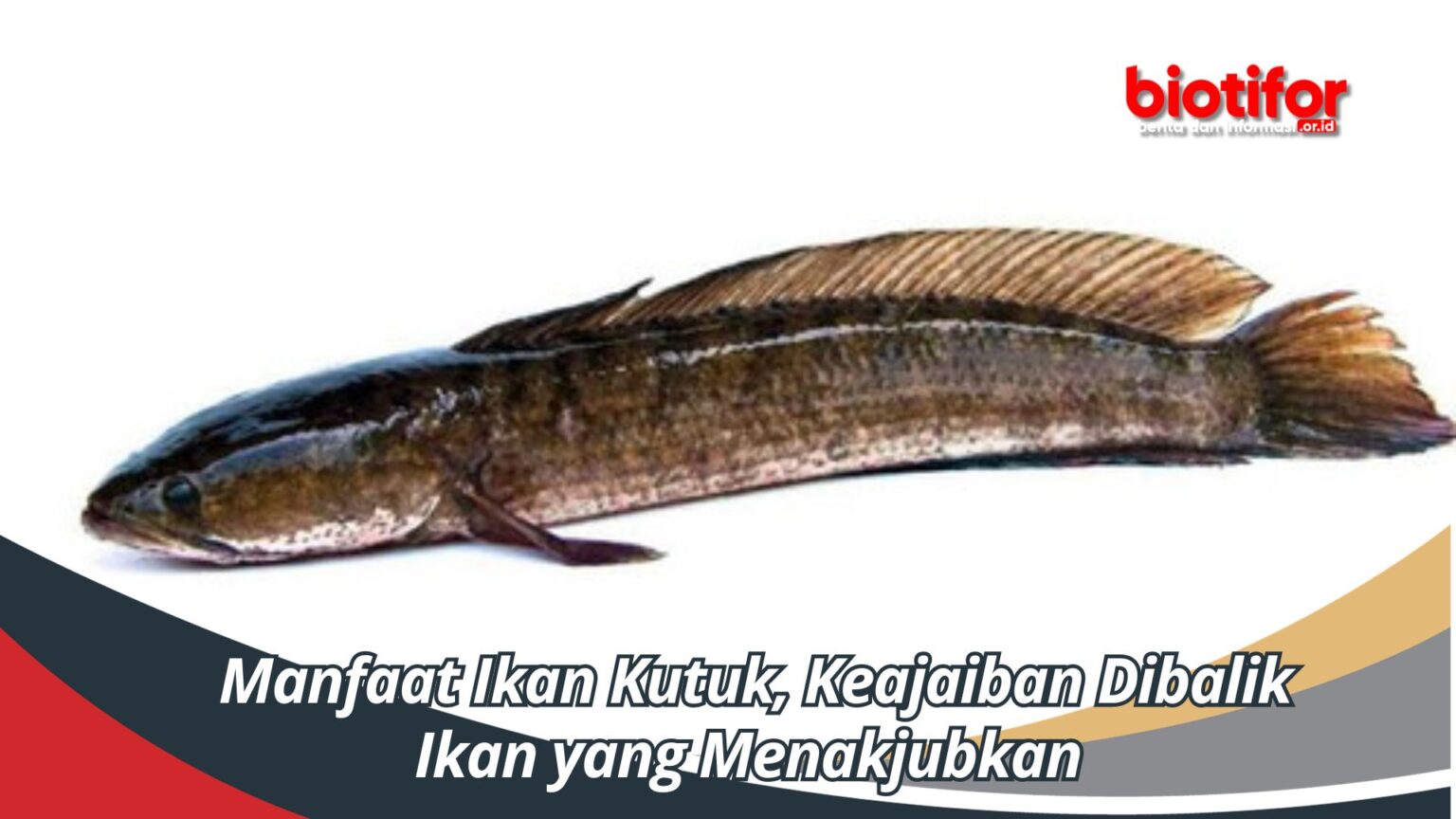 Manfaat Ikan Kutuk, Keajaiban Dibalik Ikan yang Menakjubkan