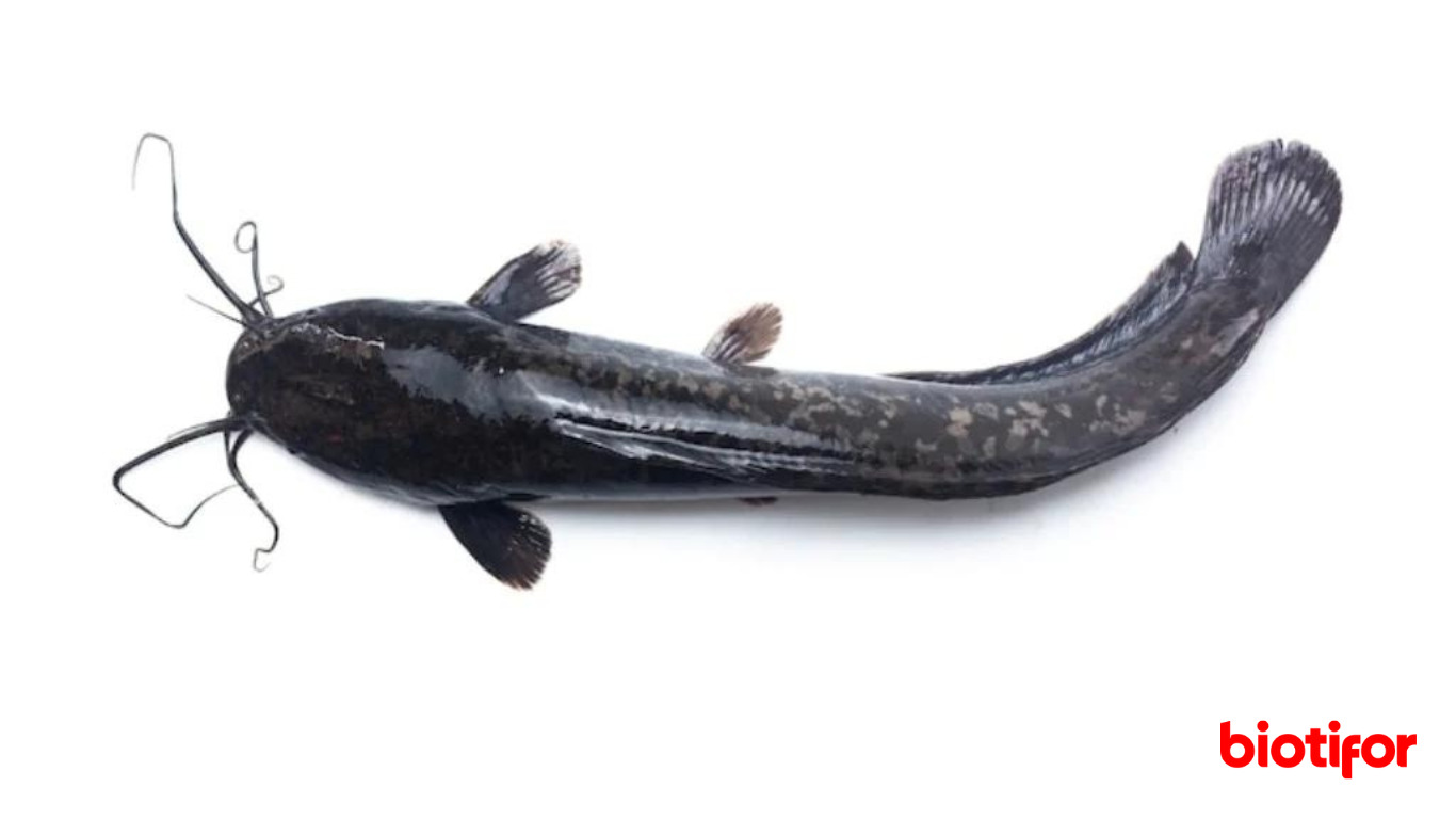 Manfaat Ikan Lele Bagi Kesehatan, Nikmat dan Menyehatkan - Biotifor