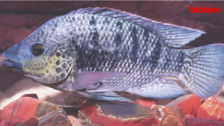 Manfaat Ikan Mujair: Kaya Gizi dan Sehat untuk Tubuh - Biotifor