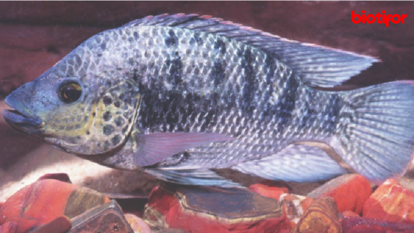 Manfaat Ikan Mujair: Kaya Gizi dan Sehat untuk Tubuh - Biotifor