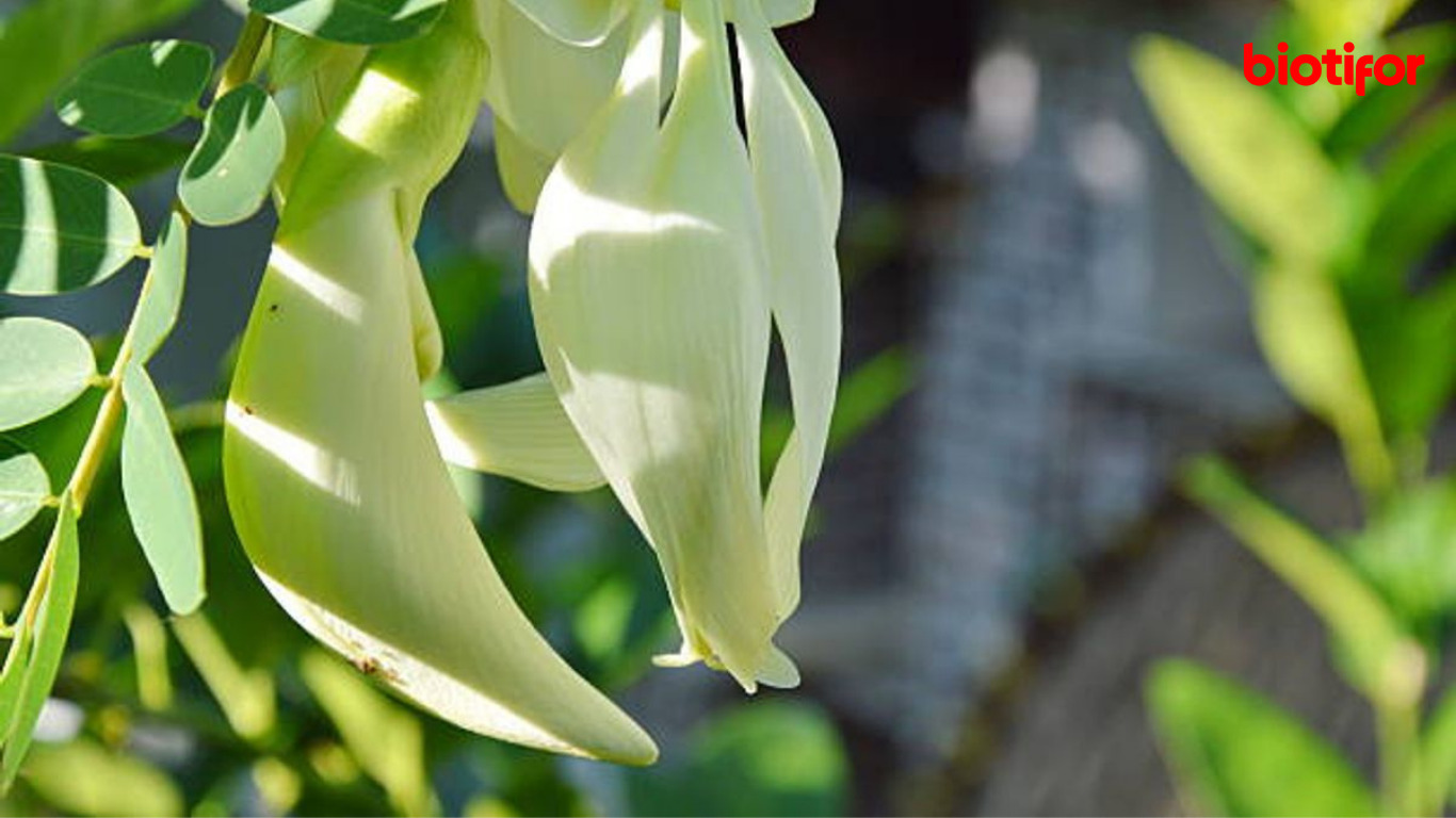 Manfaat Kembang Turi Bagi Kesehatan dan Kecantikan - Biotifor