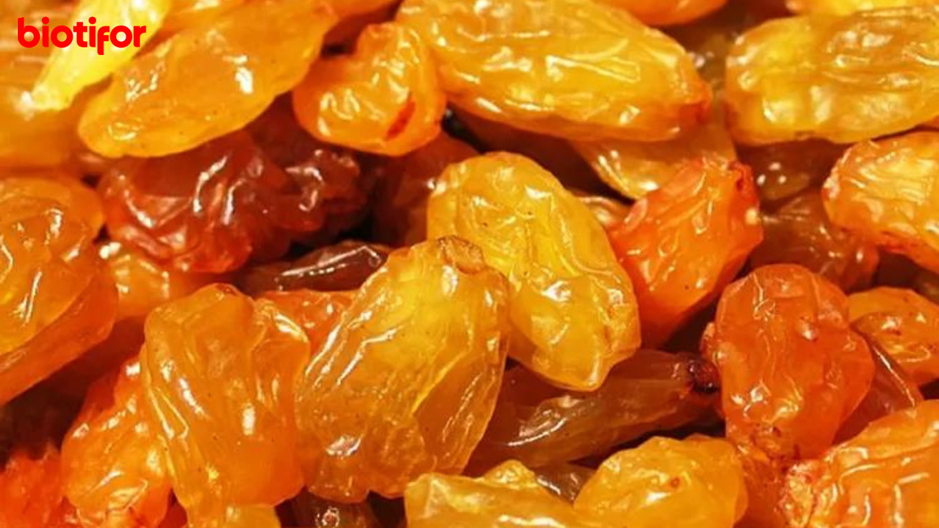 7 Manfaat Kismis Kuning Bagi Kesehatan, Tinggi Serat! - Biotifor