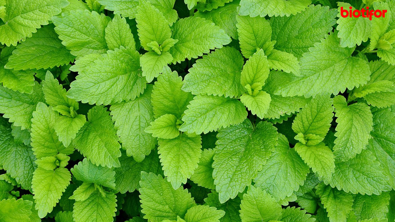 Manfaat Klorofil untuk Kulit | Cantik Alami dengan Daun Hijau - Biotifor