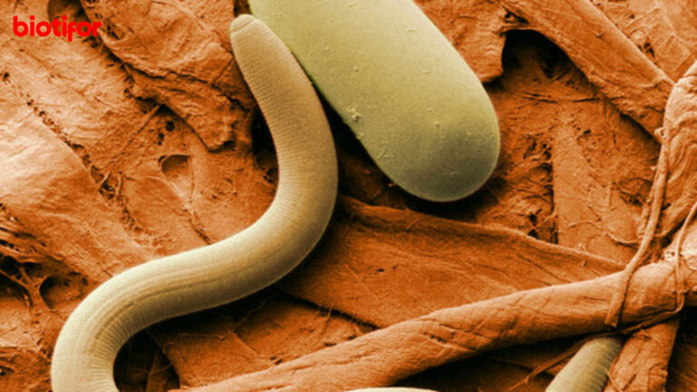 Manfaat Obat Cacing untuk Dewasa, Kesehatan yang Terlupakan - Biotifor