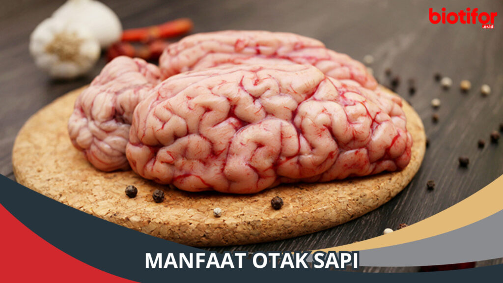 Manfaat Otak Sapi Bagi Kesehatan Tubuh, Simak Penjelasannya! - Biotifor