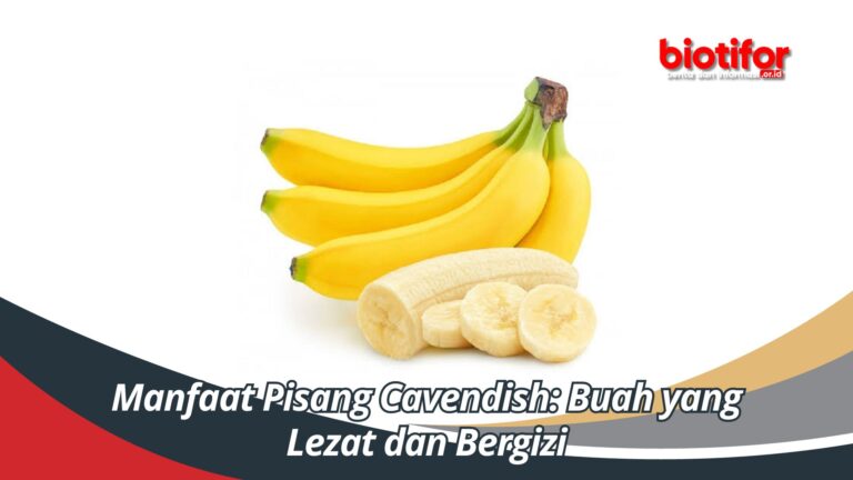 Manfaat Pisang Cavendish: Buah yang Lezat dan Bergizi - Biotifor