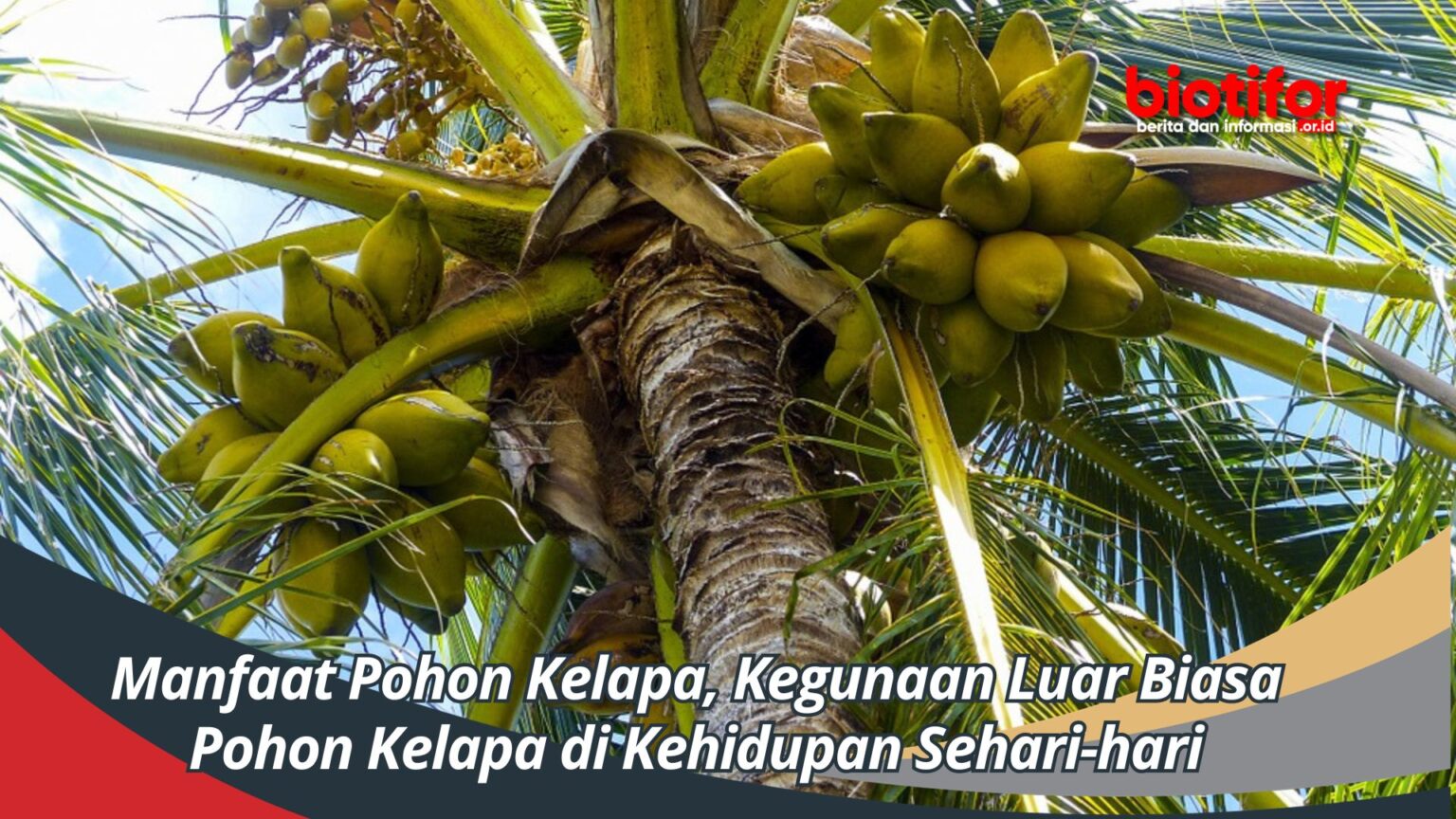 Manfaat Pohon Kelapa, Kegunaan Luar Biasa Pohon Kelapa di Kehidupan ... Manfaat Pohon Kelapa, Kegunaan Luar Biasa Pohon Kelapa di Kehidupan ...