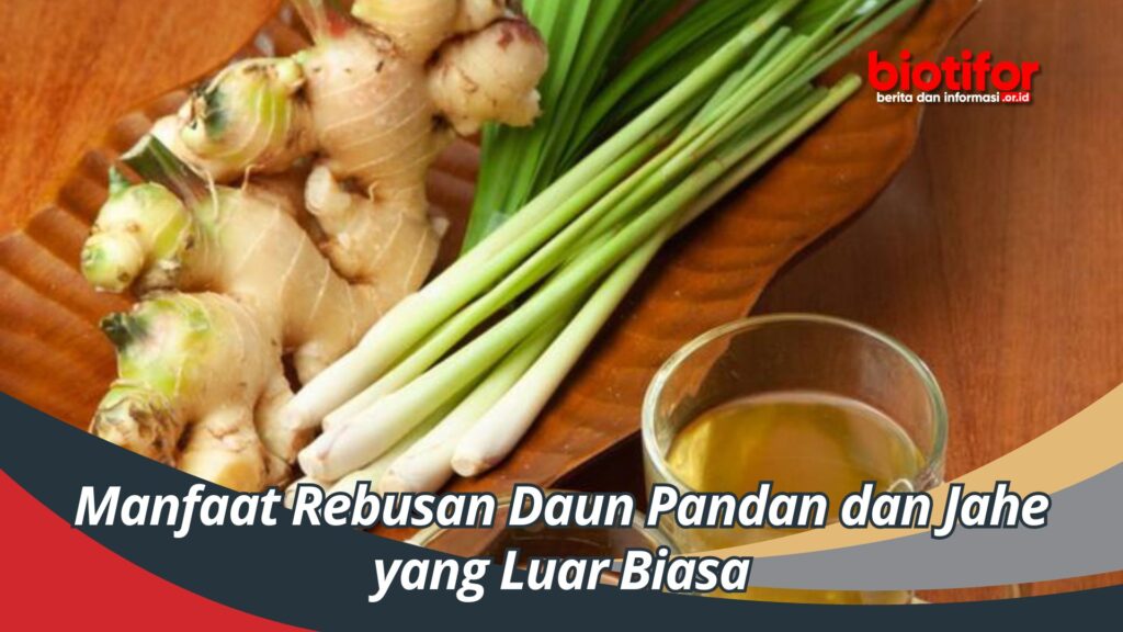 Manfaat Rebusan Daun Pandan dan Jahe yang Luar Biasa - Biotifor