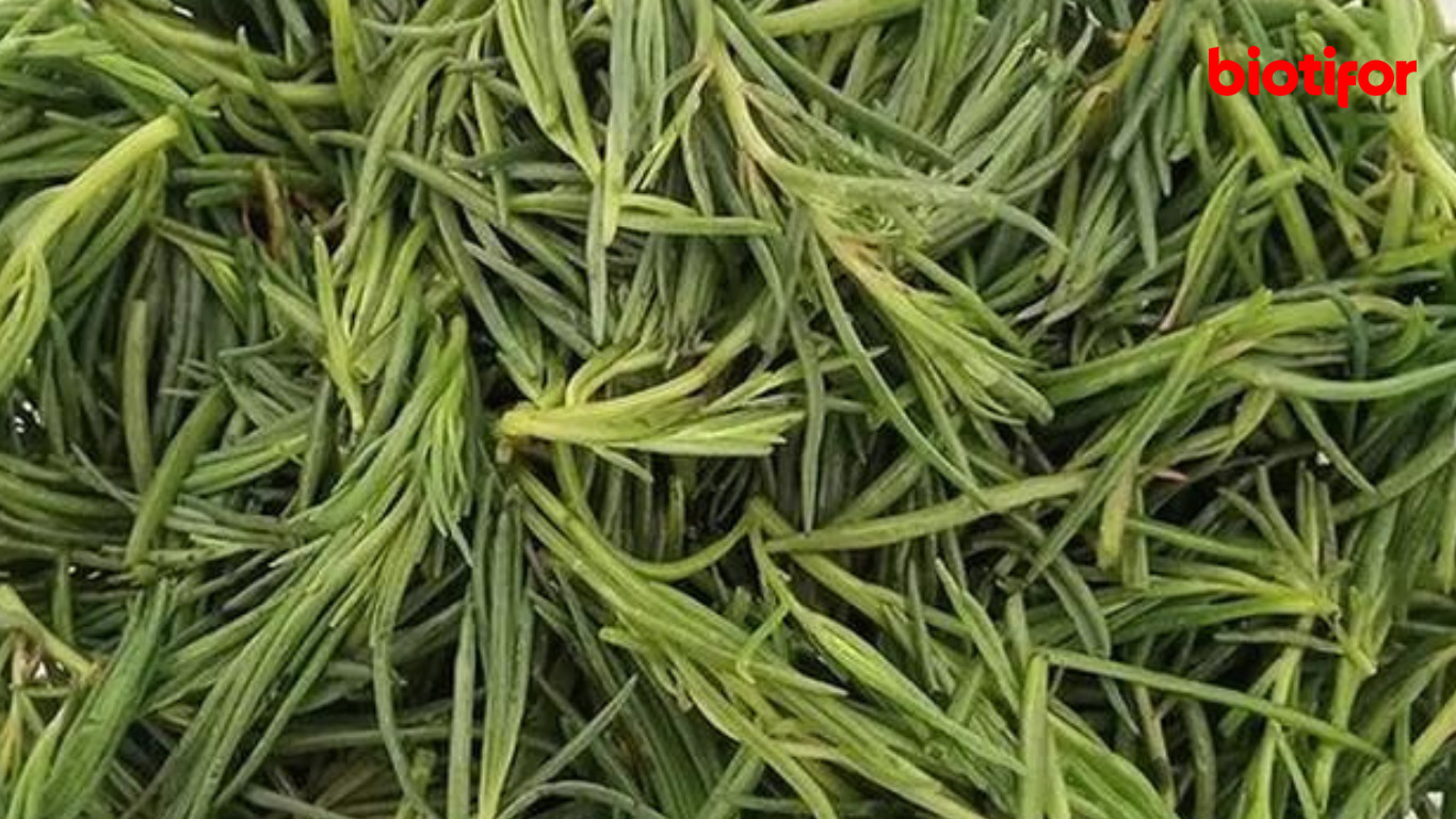 8 Manfaat Sayur Alur untuk Kesehatan, Meredakan Diabetes - Biotifor