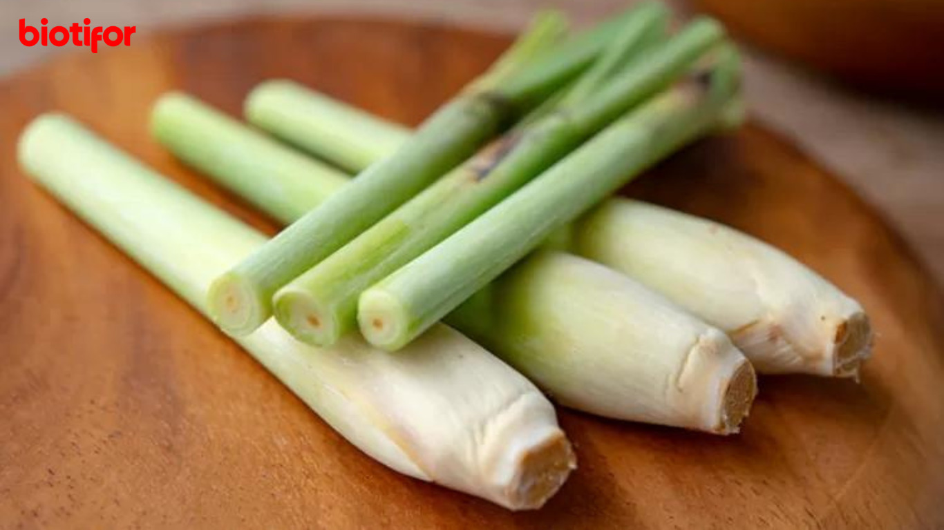 4 Manfaat Serai untuk Diet, Efektif Menurunkan Berat Badan - Biotifor