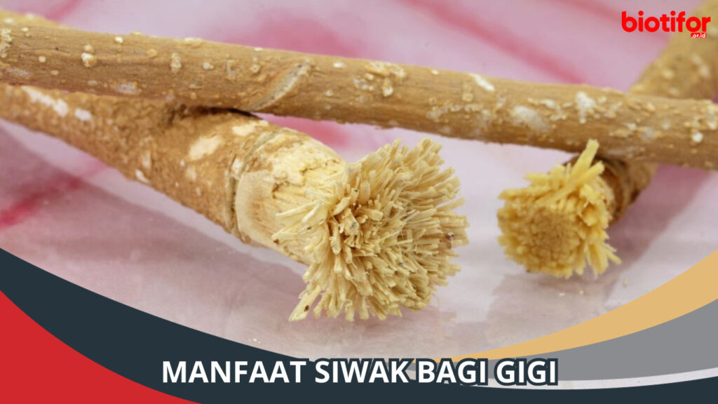 Manfaat Siwak Bagi Gigi: Menjaga Gigi Sehat dengan Tradisi Kuno - Biotifor