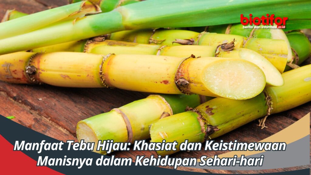 Manfaat Tebu Hijau: Khasiat dan Keistimewaan Manisnya dalam Kehidupan Sehari-hari