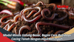 Modal Minim Untung Besar, Begini Cara Budidaya Cacing Tanah dengan ...