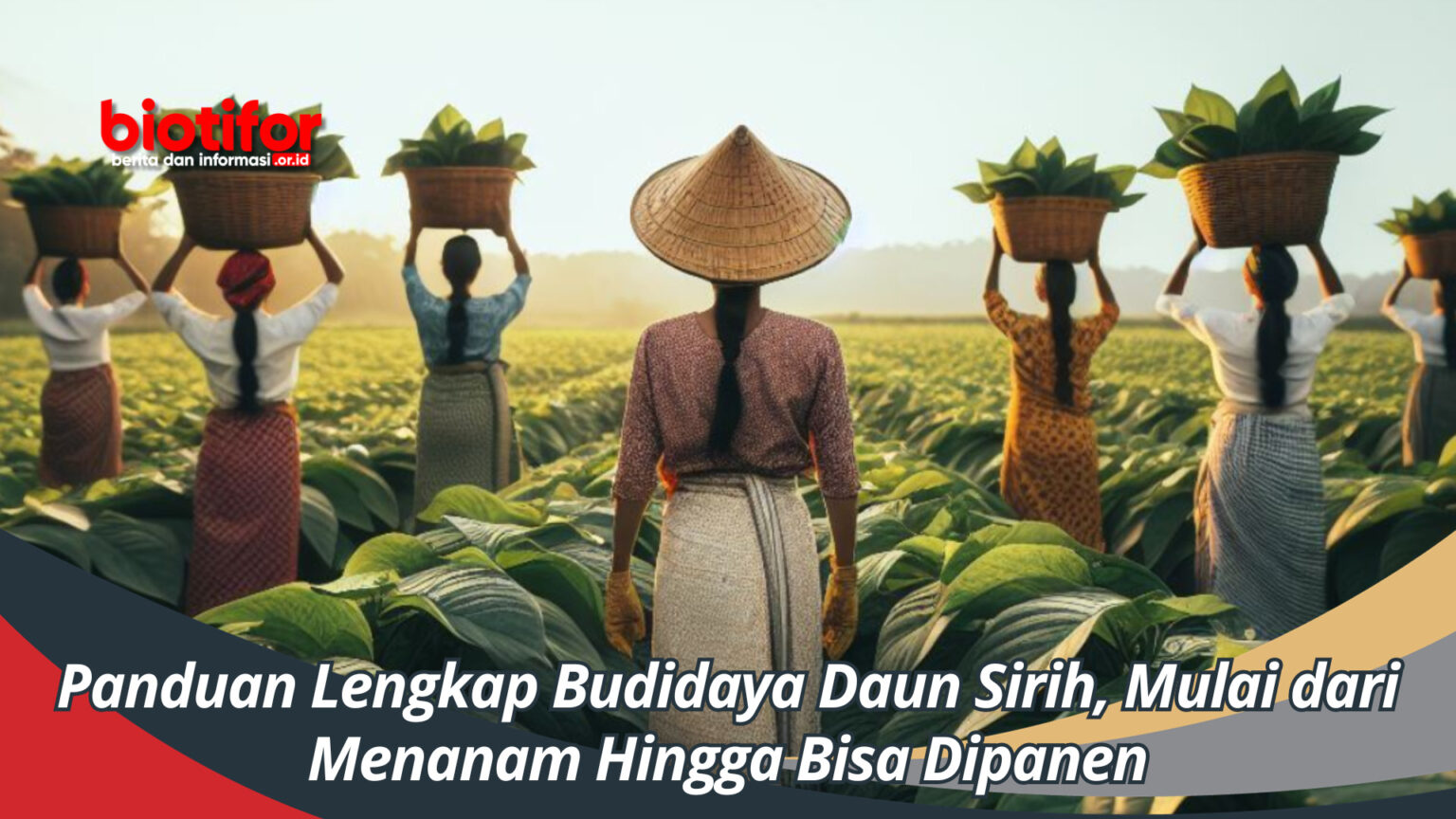 Budidaya Tebu, Mulai Dari Menanam, Merawat, Memanen, Serta Tips Rahasia - Biotifor