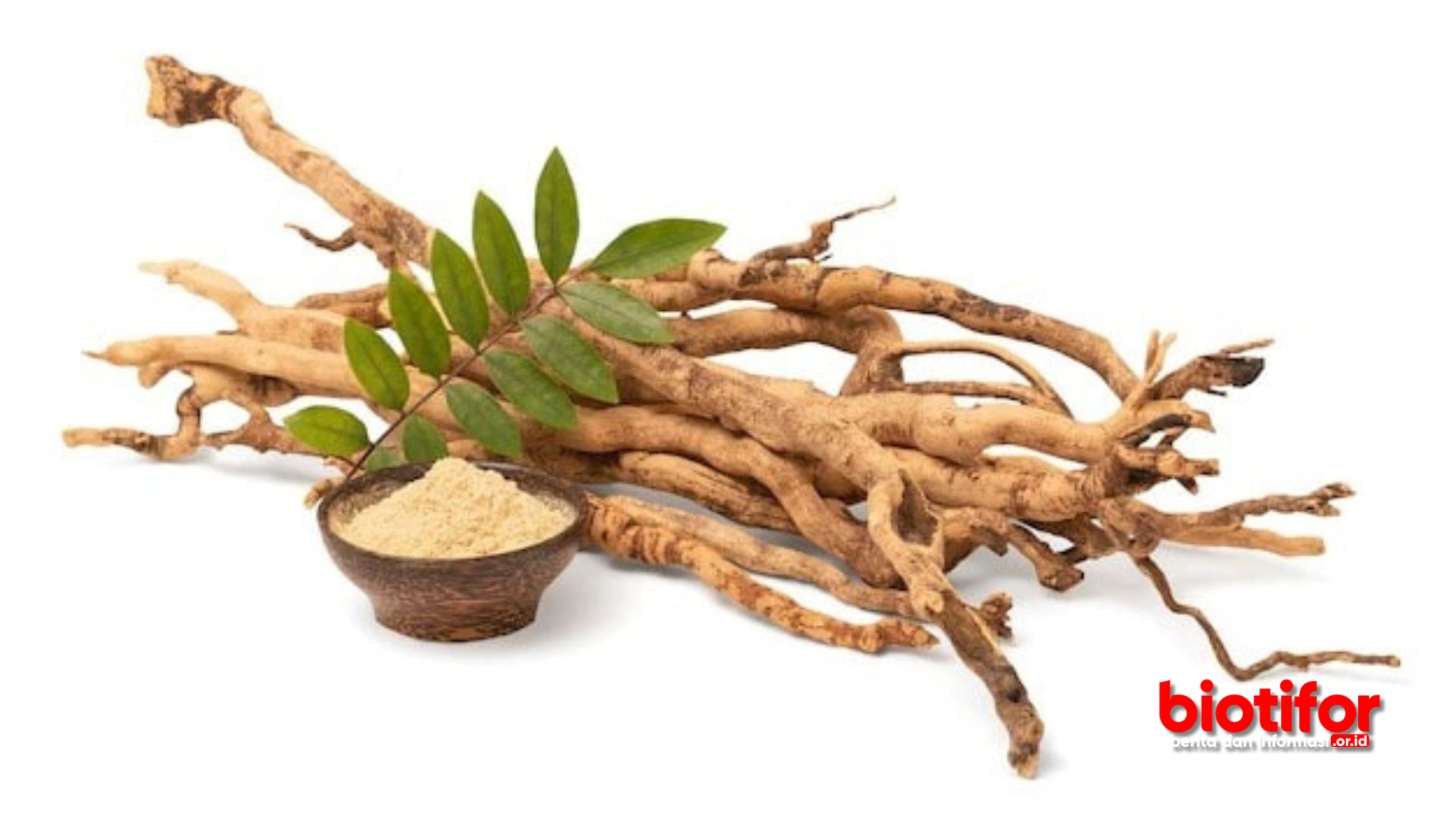 Manfaat Pasak Bumi, Khasiat Luar Biasa yang Harus Anda Ketahui - Biotifor