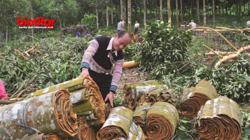 Budidaya Kayu Manis Dan Tips Perawatan Agar Panennya Melimpah Biotifor