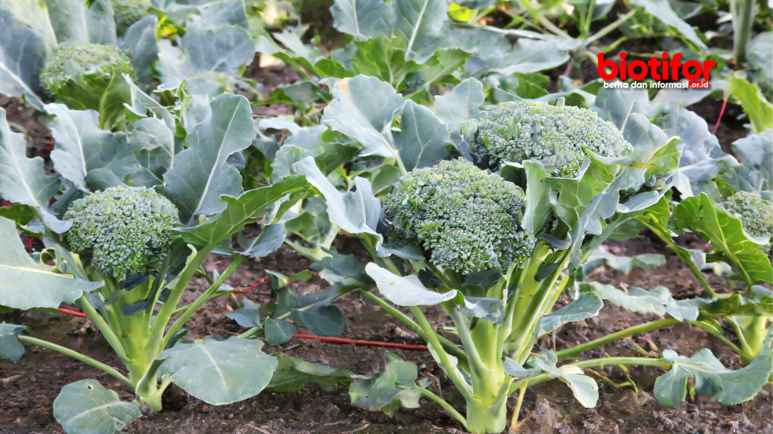 Cara Budidaya Brokoli yang Bisa Cepat Dipanen dengan Persiapan Seadanya - Biotifor