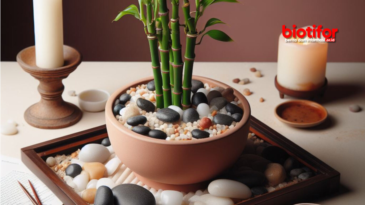 Cara Menanam Bambu Hoki, Tanaman yang Dipercaya Membawa Keberuntungan ...
