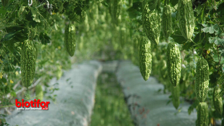 Budidaya Pare: Cara Menanam Pare yang Mudah dan Cepat Berbuah - Biotifor