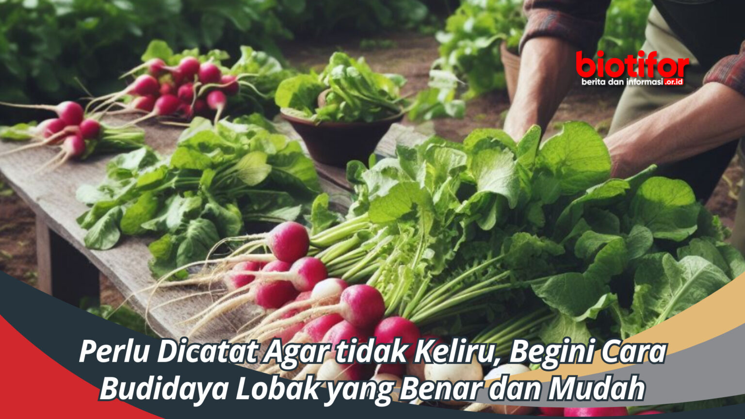 Perlu Dicatat Agar tidak Keliru, Begini Cara Budidaya Lobak yang Benar ...