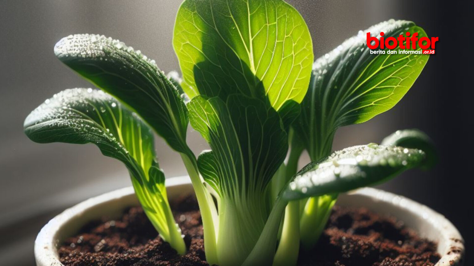 Ternyata Mudah, Cara Menanam Pakcoy yang Sukses dan Bisa Cepat Dipanen ...