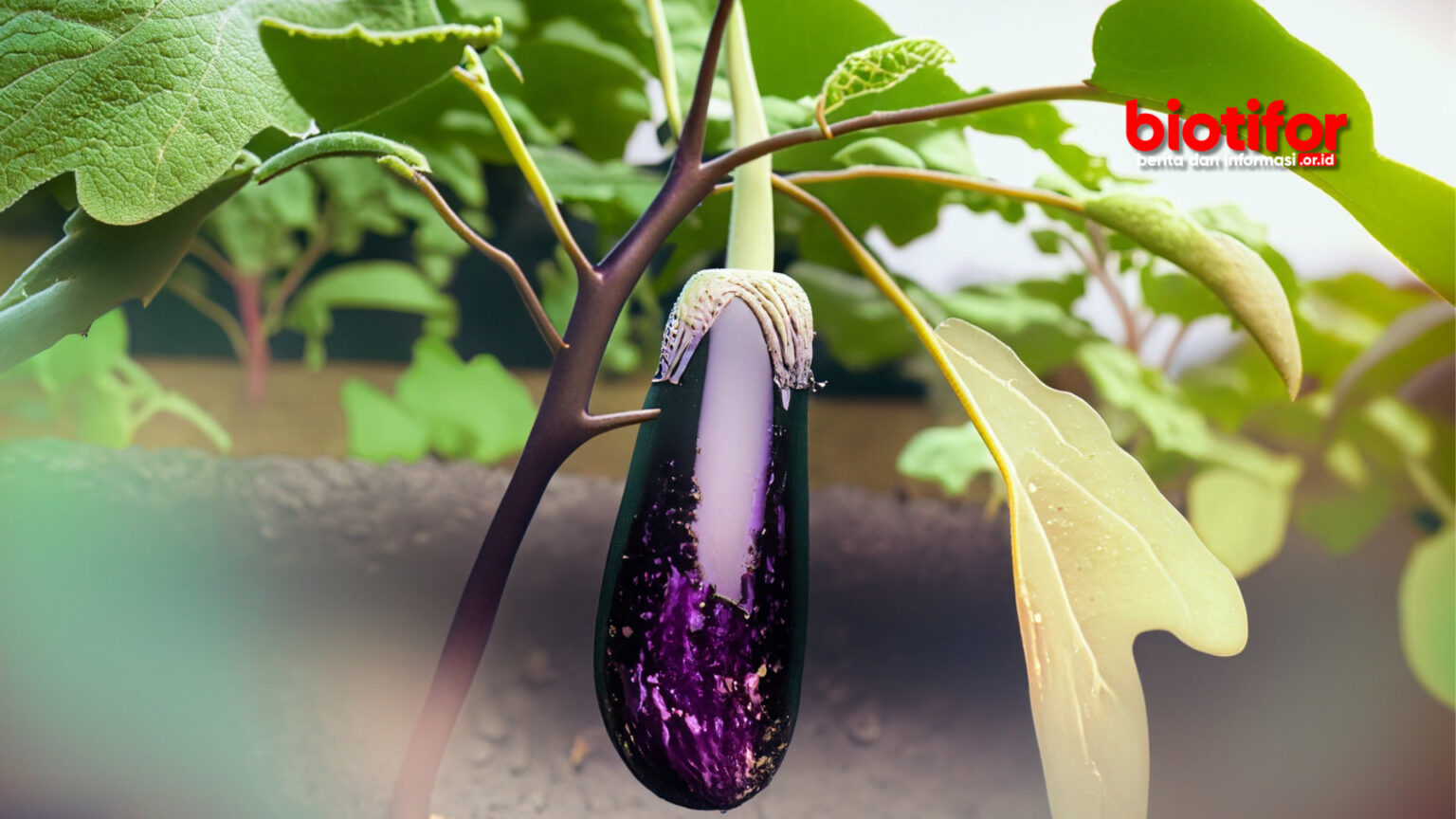 Disebut Sebagai Buah Seribu Olahan, Begini Cara Menanam Terong dengan ...