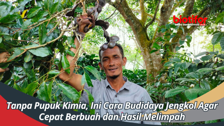 Tanpa Pupuk Kimia, Ini Cara Budidaya Jengkol Agar Cepat Berbuah dan Hasil Melimpah - Biotifor