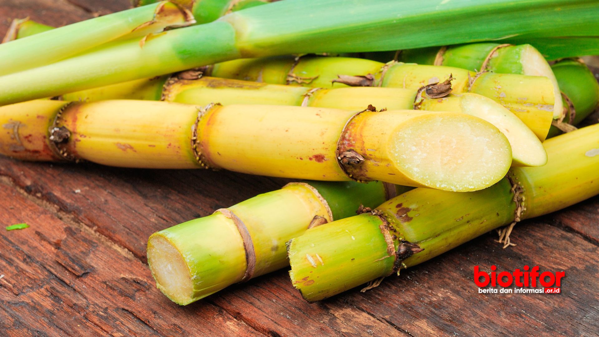 Manfaat Tebu Hijau: Khasiat dan Keistimewaan Manisnya dalam Kehidupan ...
