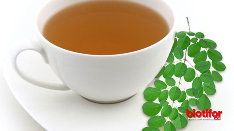 Manfaat Teh Daun Kelor, Rahasia Kesehatan Alami - Biotifor