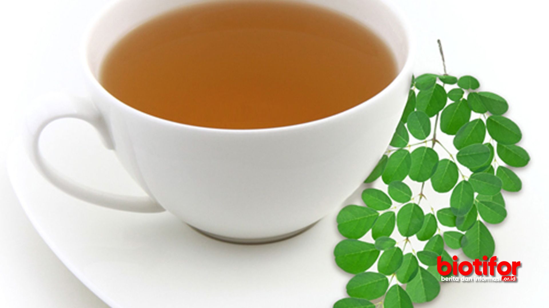 Manfaat Teh Daun Kelor, Rahasia Kesehatan Alami - Biotifor