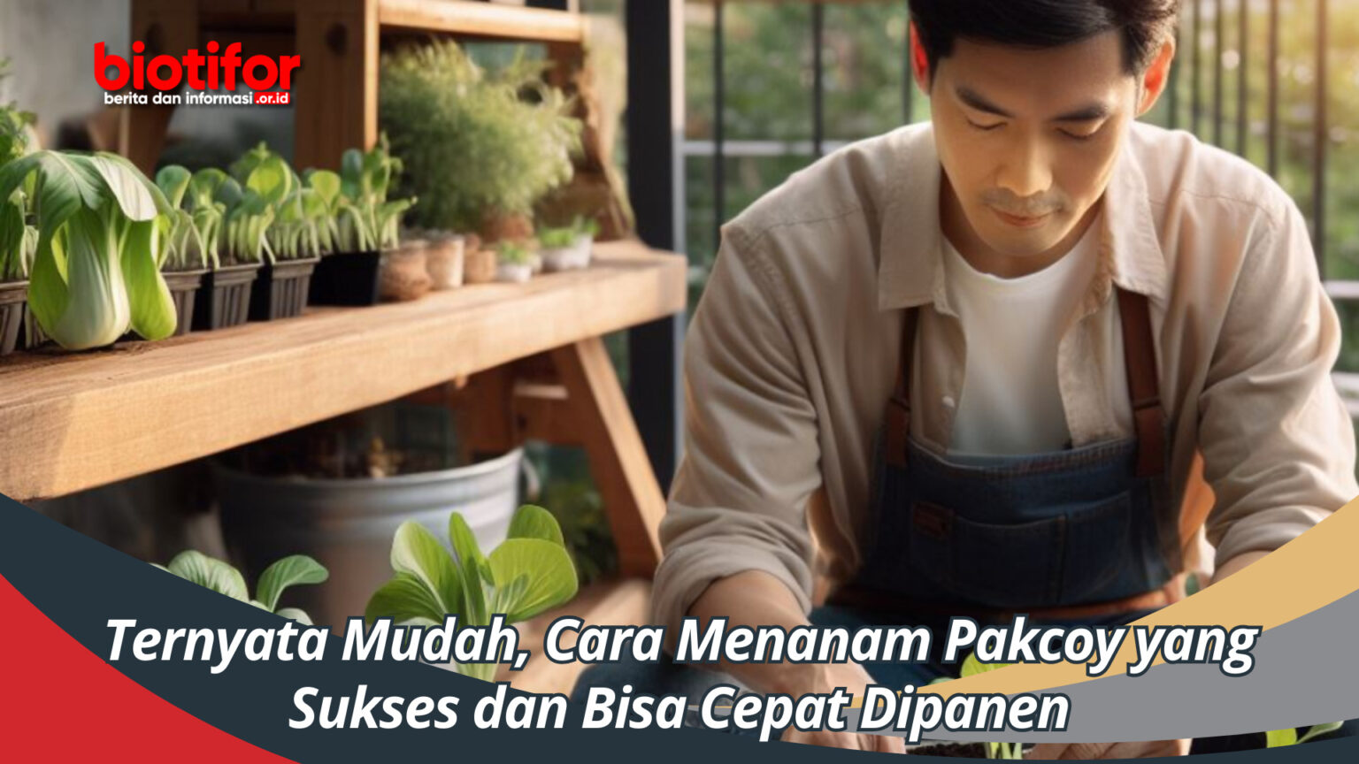 Ternyata Mudah, Cara Menanam Pakcoy yang Sukses dan Bisa Cepat Dipanen ...