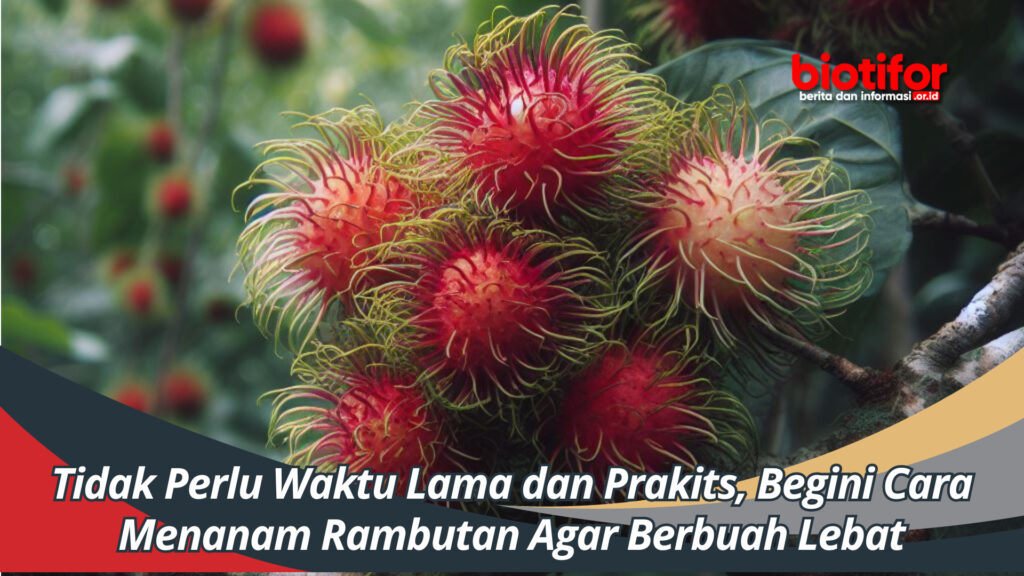 Tidak Perlu Waktu Lama dan Prakits, Begini Cara Menanam Rambutan Agar ...