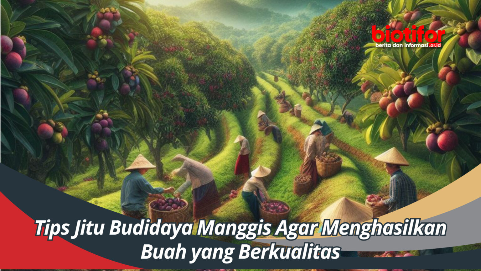 Tips Jitu Budidaya Manggis Agar Menghasilkan Buah yang Berkualitas - Biotifor
