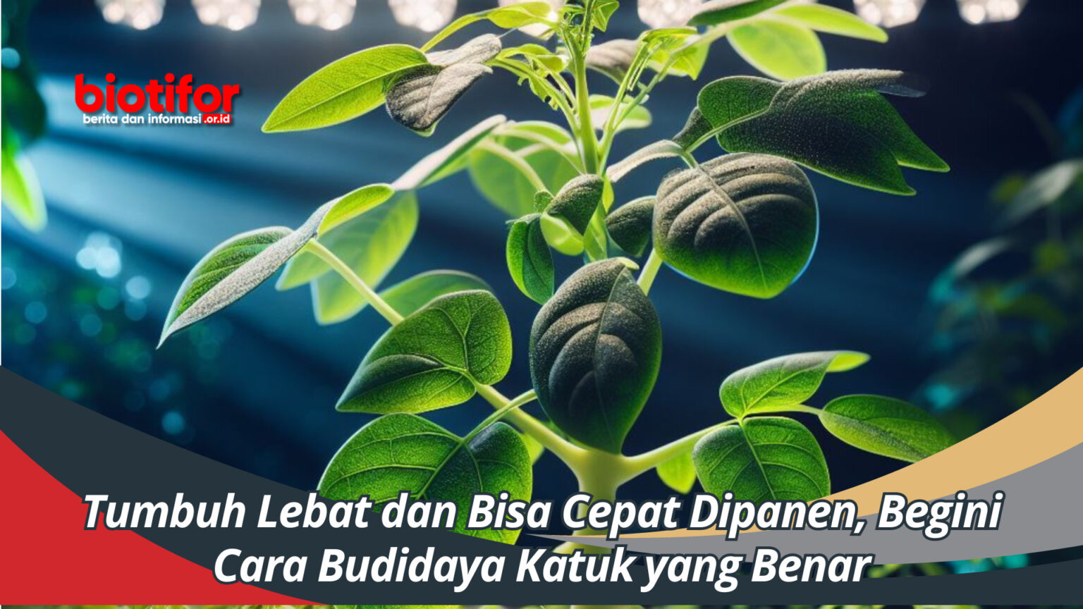 Tumbuh Lebat dan Bisa Cepat Dipanen, Begini Cara Budidaya Katuk yang Benar - Biotifor