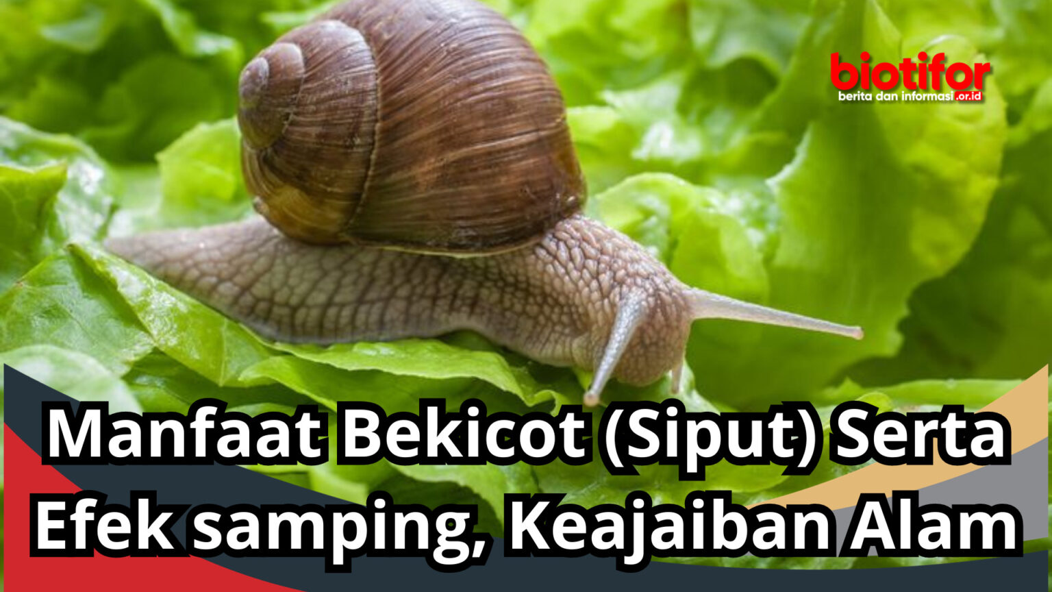 Manfaat Bekicot (Siput) Serta Efek samping, Keajaiban Alam - Biotifor