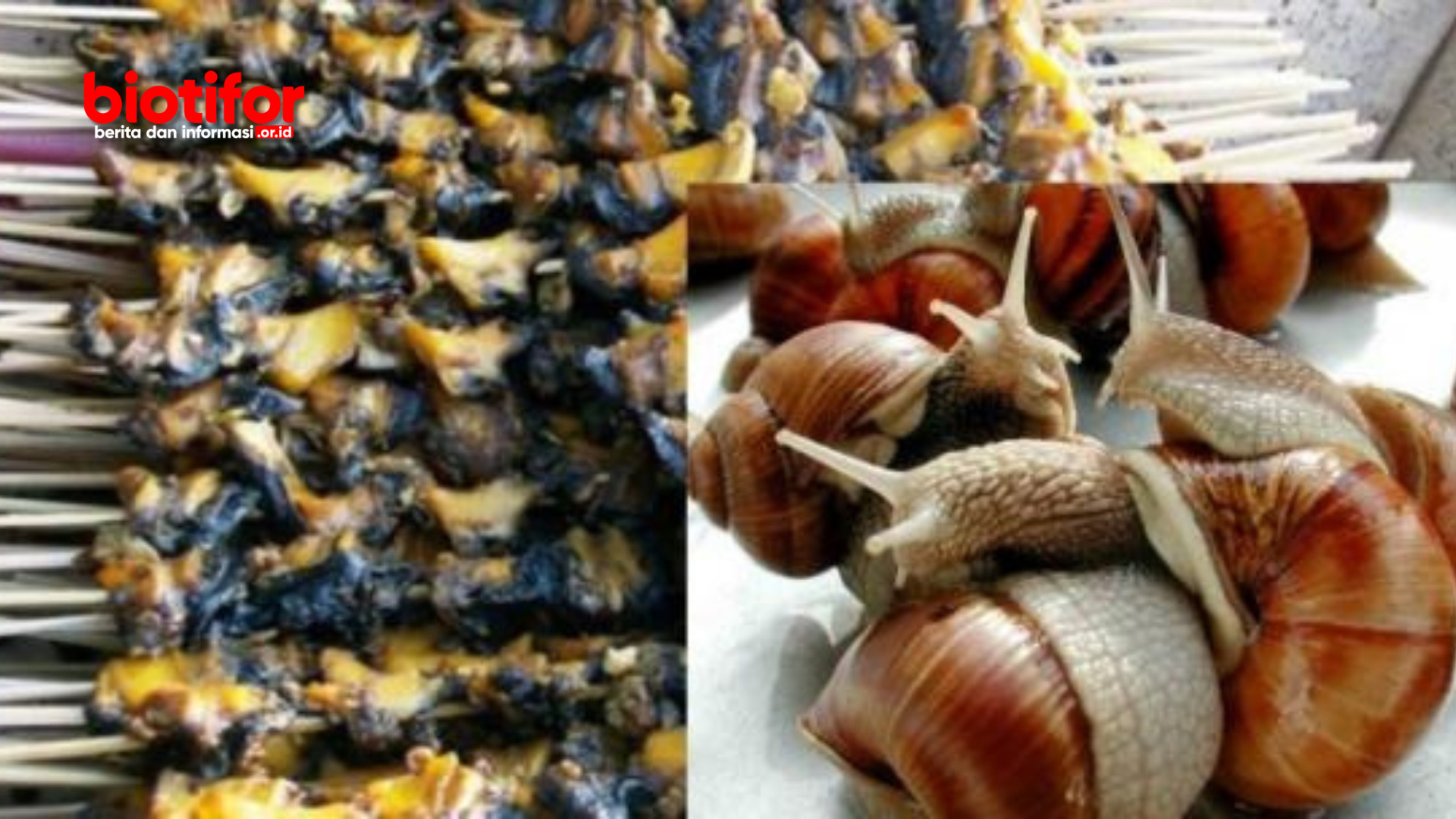 Manfaat Bekicot (Siput) Serta Efek samping, Keajaiban Alam - Biotifor
