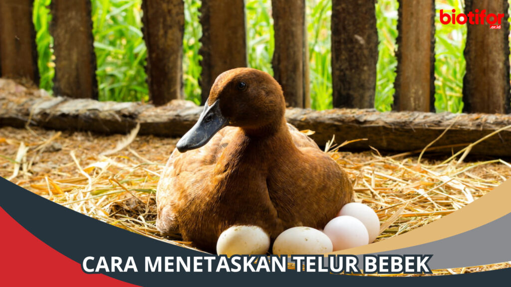 Cara Menetaskan Telur Bebek: Panduan Lengkap - Biotifor