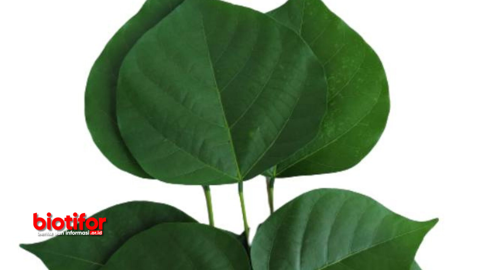 Manfaat Daun Dadap Serep untuk Turunkan Panas Secara Alami