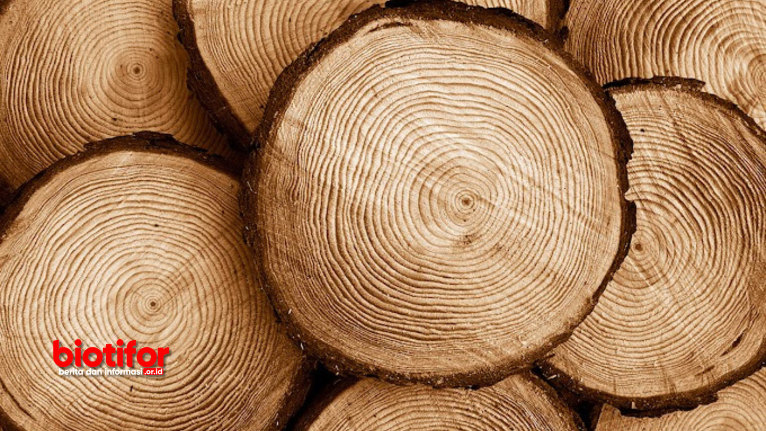 Ciri-ciri Kayu Gaharu Asli Menemukan Keaslian dengan Mudah Apa Sajakah Itu