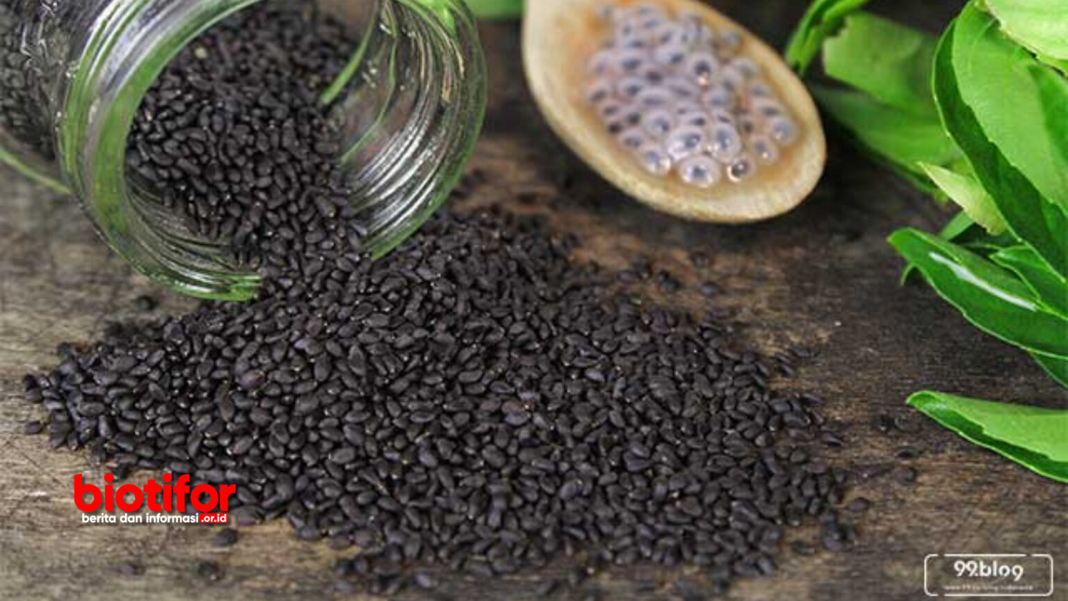 Cara Mengolah Biji Selasih Menjadi Lezat dan Bergizi Dan Bermanfaat Tinggi