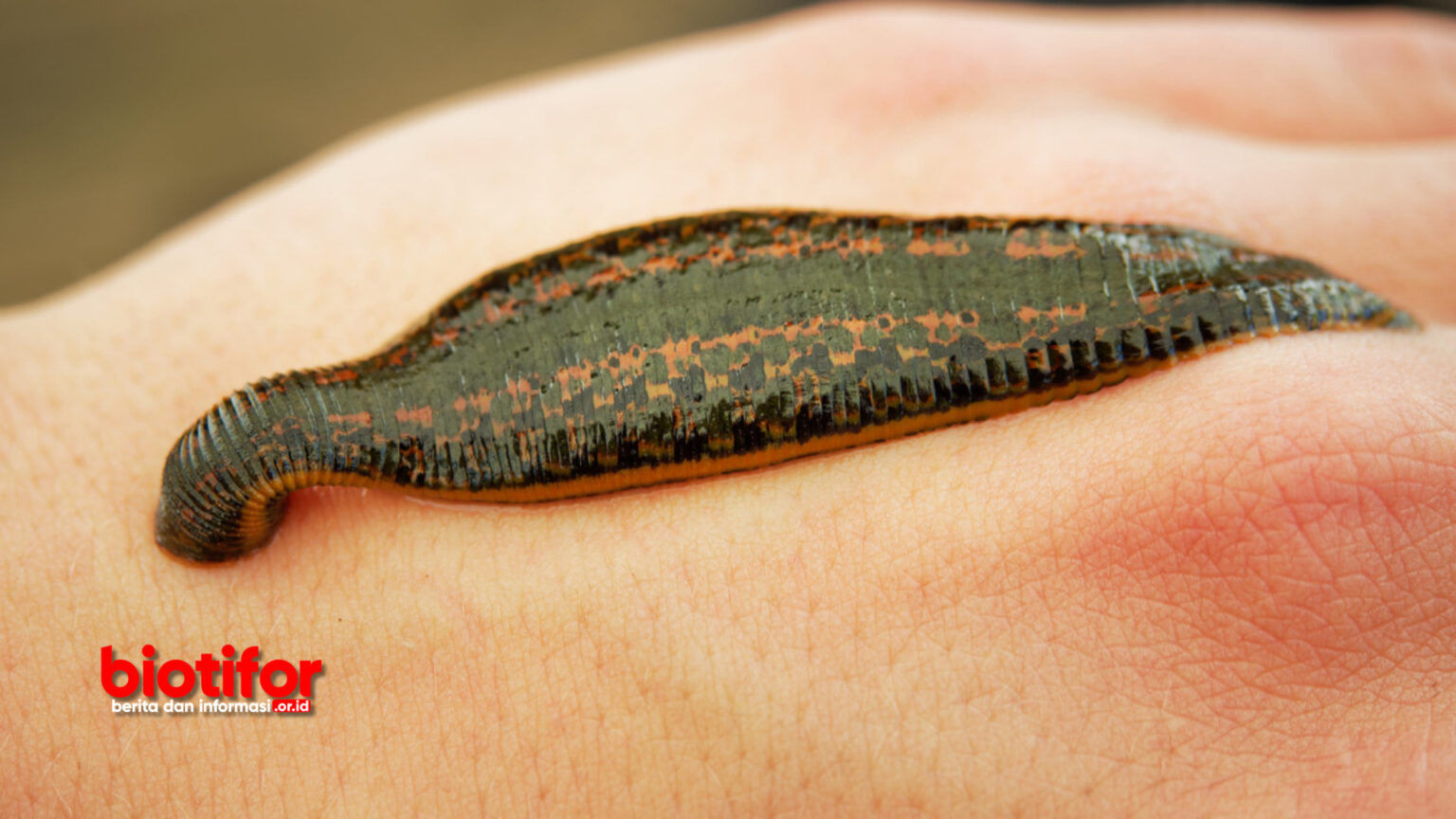 Manfaat Minyak Lintah Khasiatnya yang Luar Biasa untuk Kesehatan dan ...