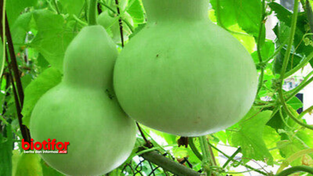 Manfaat Labu Air Buah Ajaib yang Menyehatkan Yang Perlu Anda Coba