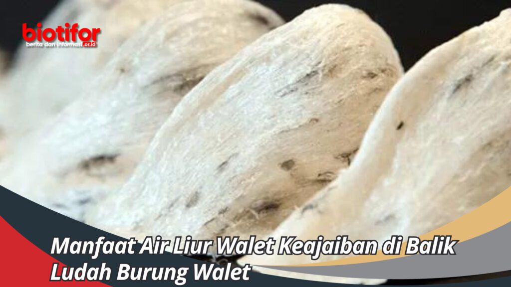 Manfaat Air Liur Walet Keajaiban di Balik Ludah Burung Walet Yang ...