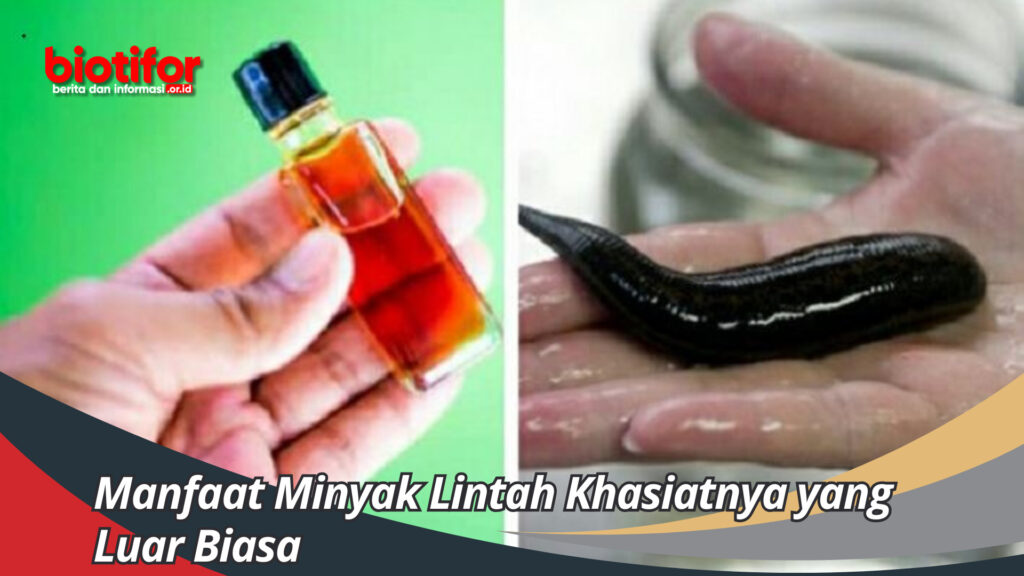 Manfaat Minyak Lintah Khasiatnya yang Luar Biasa untuk Kesehatan dan Kecantikan