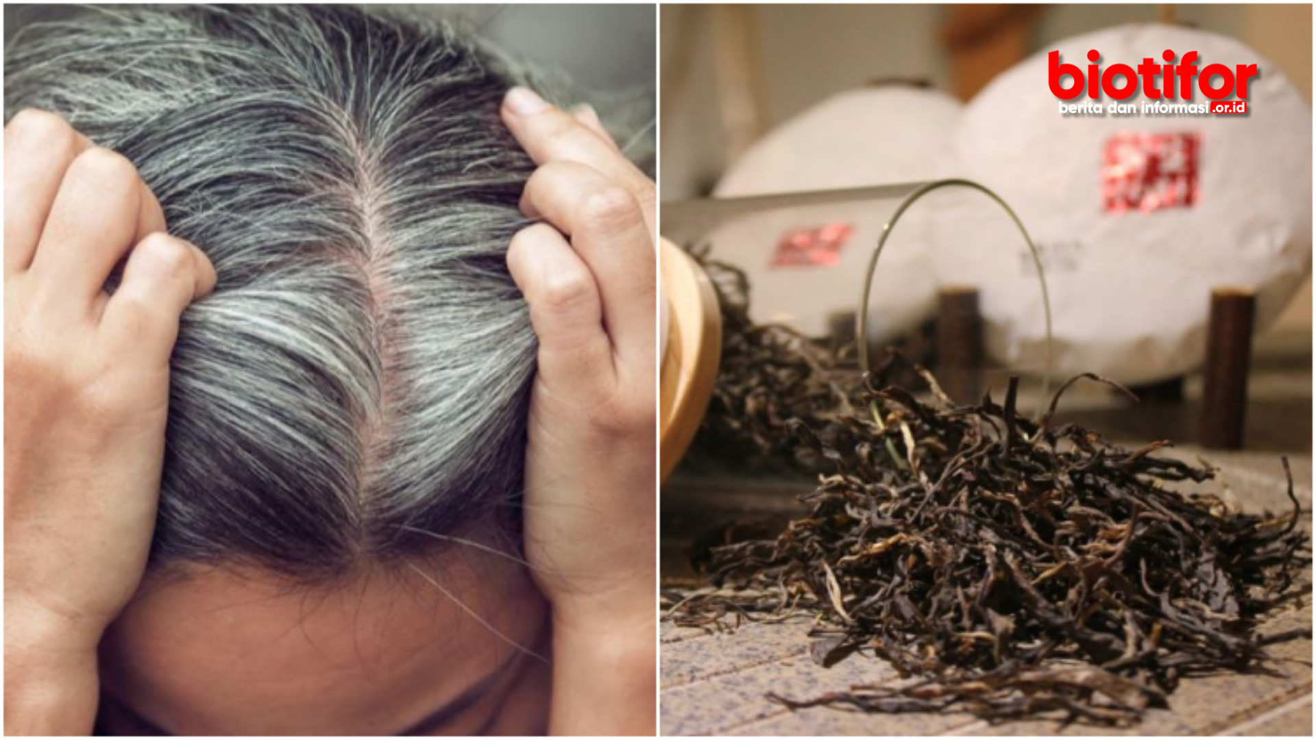 Cara Menghilangkan Uban Di Usia Muda Secara Alami - Biotifor