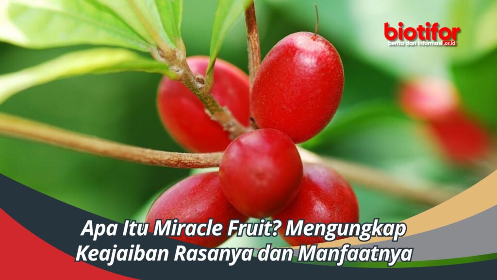 Apa Itu Miracle Fruit? Mengungkap Keajaiban Rasanya dan Manfaatnya
