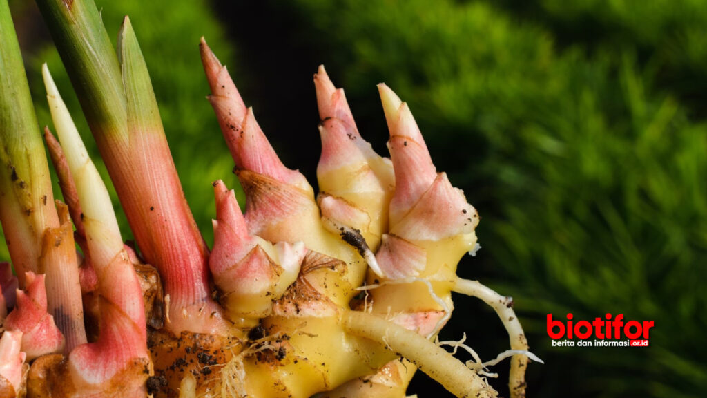 Mengetahui Cara Perkembangbiakan Jahe, Begini Penjelasannya - Biotifor