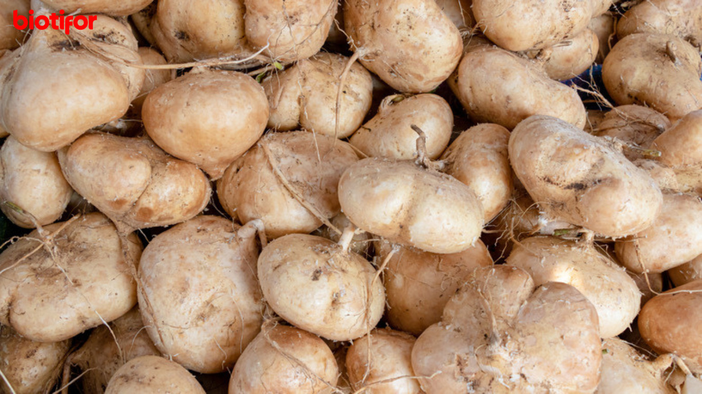 Bahaya Bengkoang: Perlu Diketahui Sebelum Menyantap Lezatnya - Biotifor