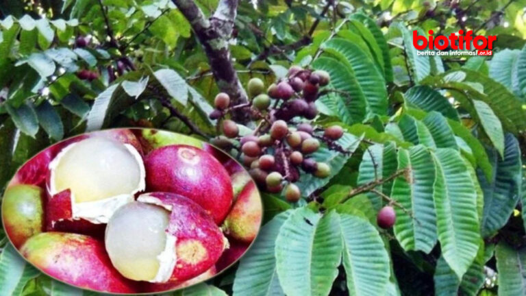 Bahaya Buah Matoa, Manfaat VS Risiko - Biotifor