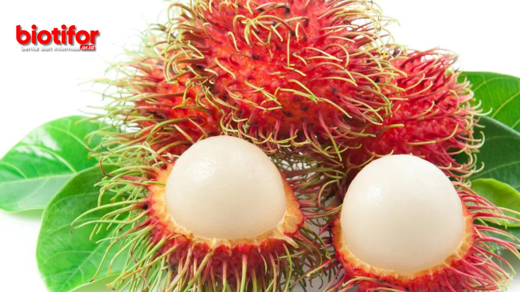 Bahaya Buah Rambutan, Mengungkap Manfaat Dan Resiko - Biotifor